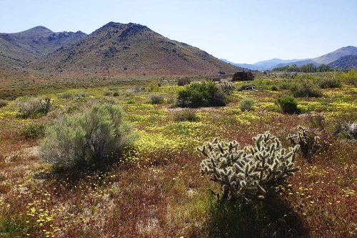 Explore 90 Acres of High Desert - Monkey Flower Ranch