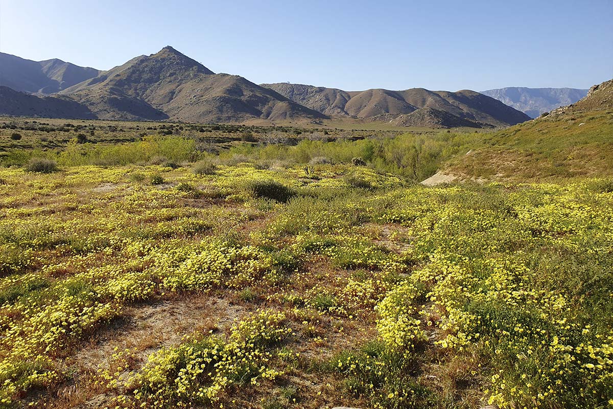 Explore 90 Acres of High Desert - Monkey Flower Ranch
